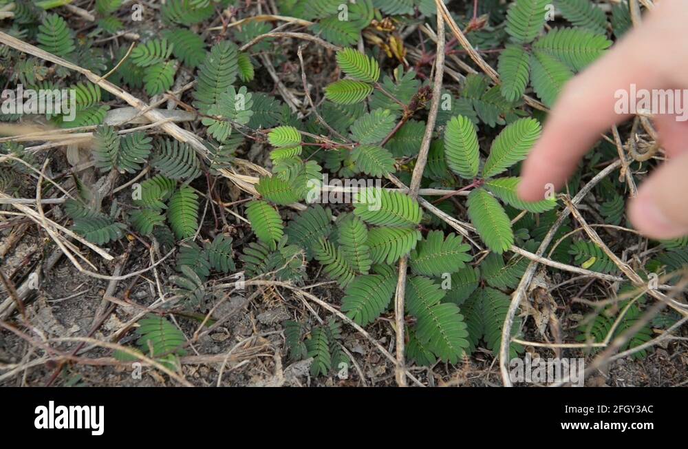 Hand tickle Stock Videos & Footage - HD and 4K Video Clips - Alamy