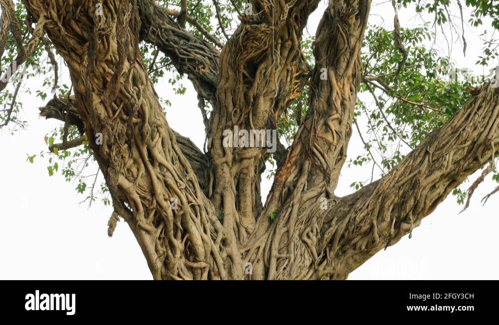 Tree trunk root roots Stock Videos & Footage - HD and 4K Video Clips ...