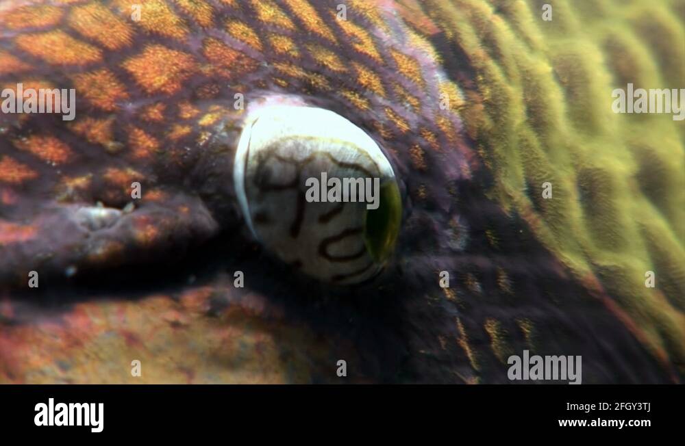 Close-up toothy Balistidae fish Titan Triggerfish underwater Red sea ...