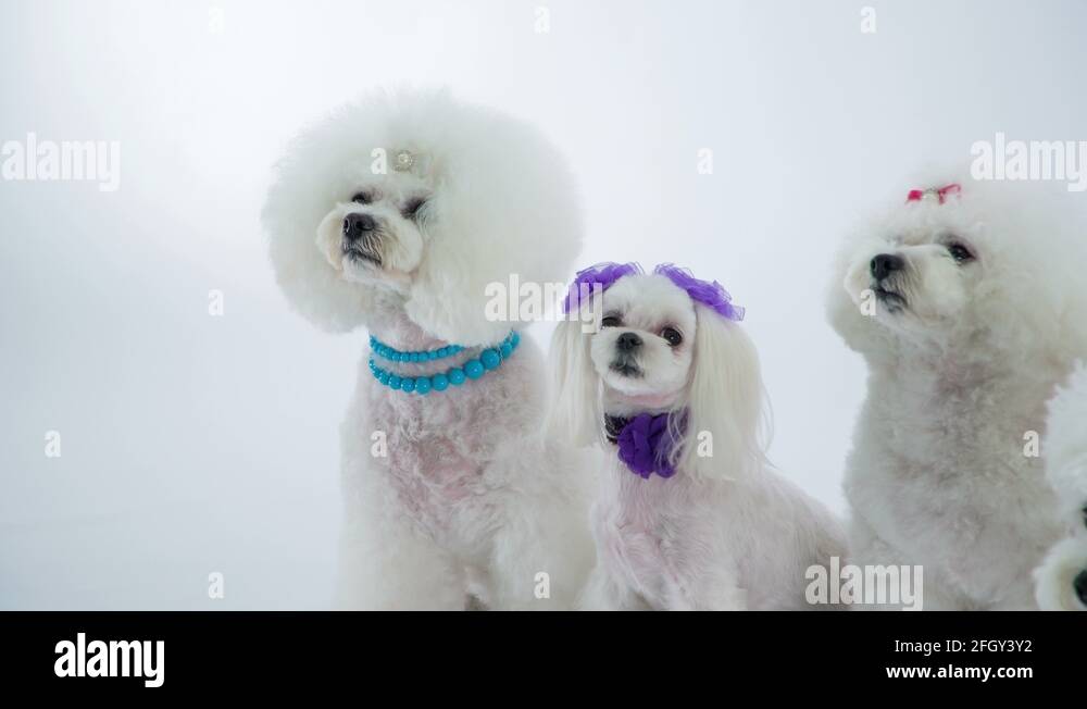 Line of puppies Stock Videos & Footage - HD and 4K Video Clips - Alamy