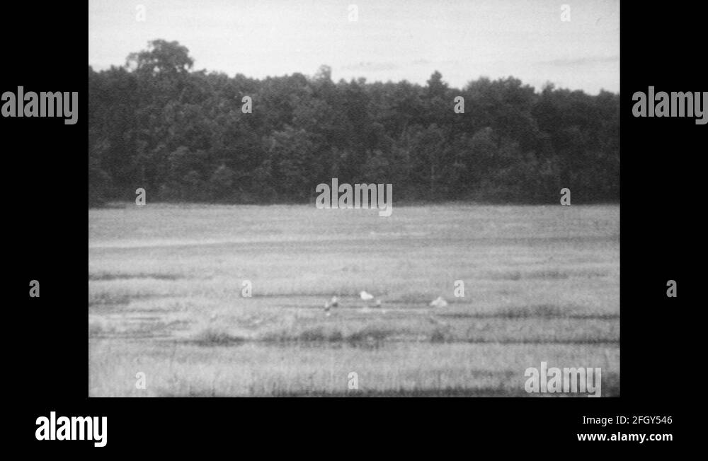 Bird marsh birds Stock Videos & Footage - HD and 4K Video Clips - Alamy