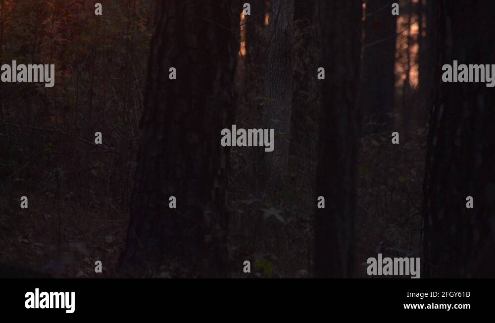 Epic forest Stock Videos & Footage - HD and 4K Video Clips - Alamy