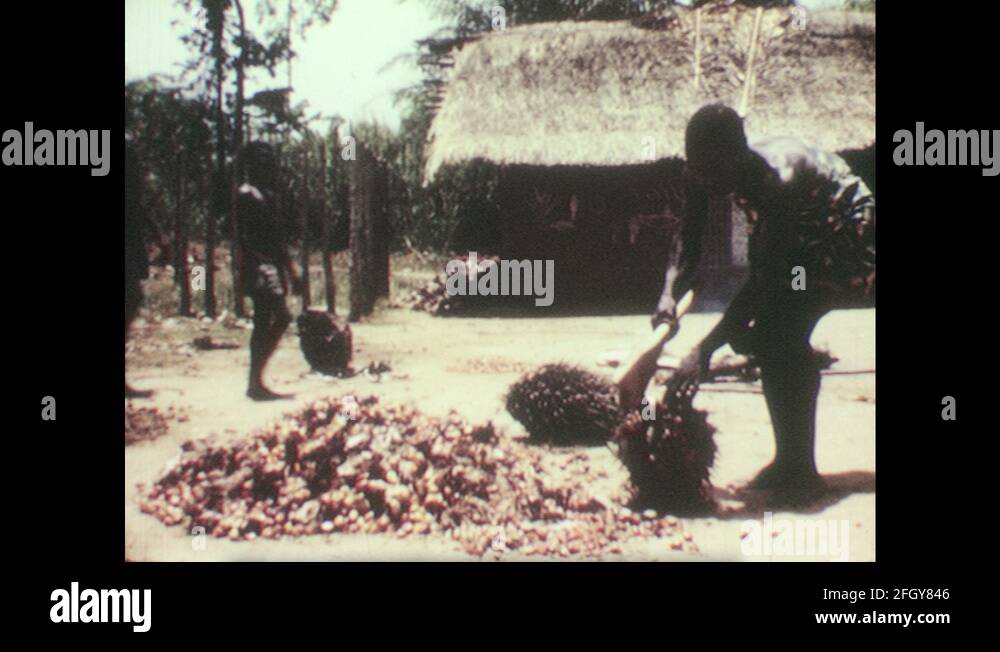 Oil palm congo basin Stock Videos & Footage - HD and 4K Video Clips - Alamy