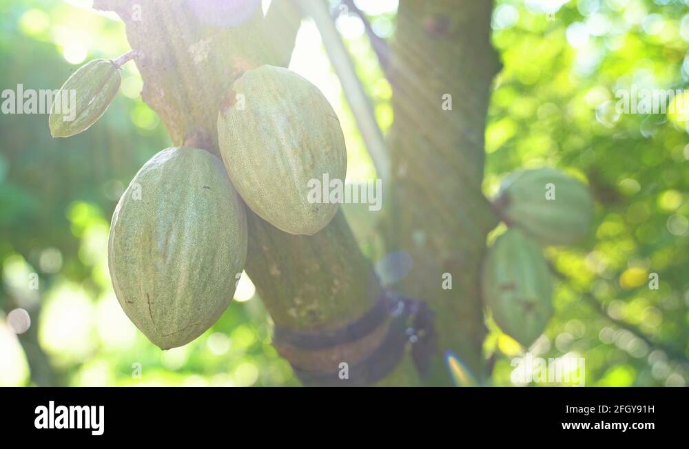 Green cocoa pod Stock Videos & Footage - HD and 4K Video Clips - Alamy