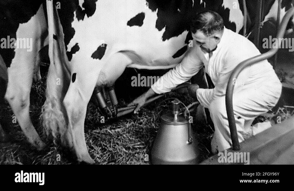 1940s Dairy Farm Cow Milk Production Man Milking Vintage Old Film ...