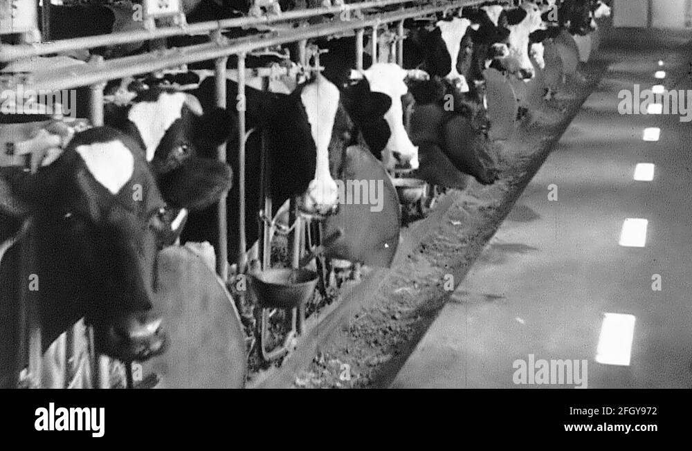 1940s Dairy Farm Cows Milk Production Milking Vintage Old Film Industry ...