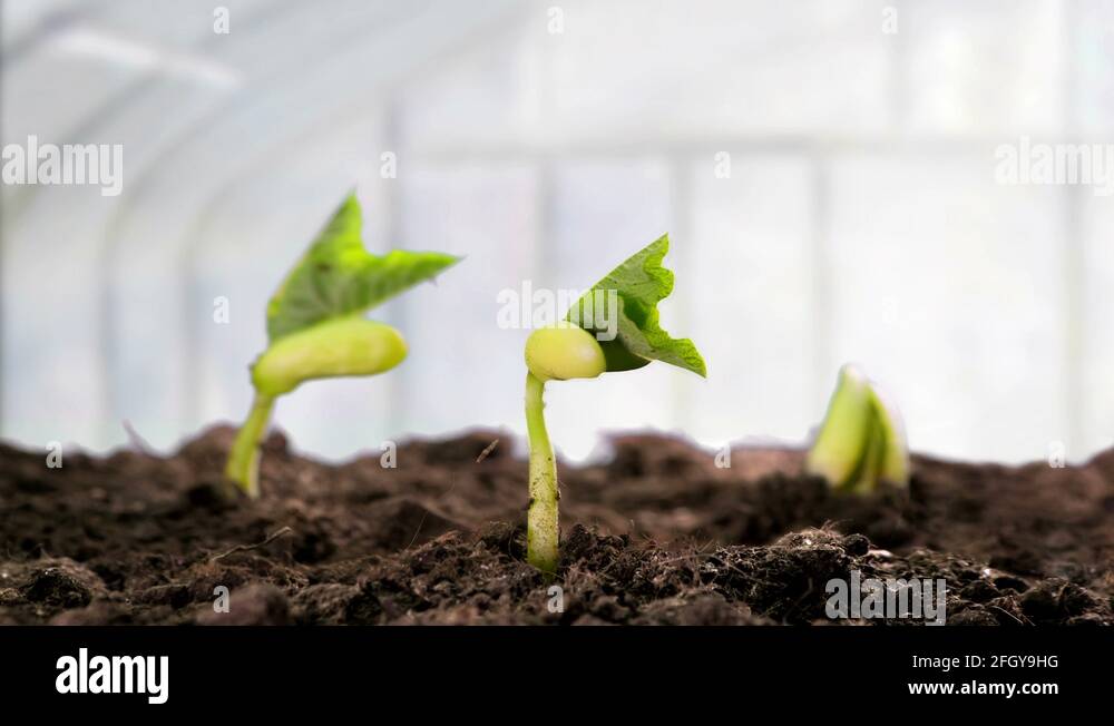 Outdoor plants germination and ecology Stock Videos & Footage - HD and ...