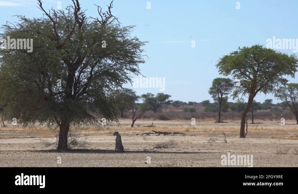 Sitting underneath tree Stock Videos & Footage - HD and 4K Video Clips ...