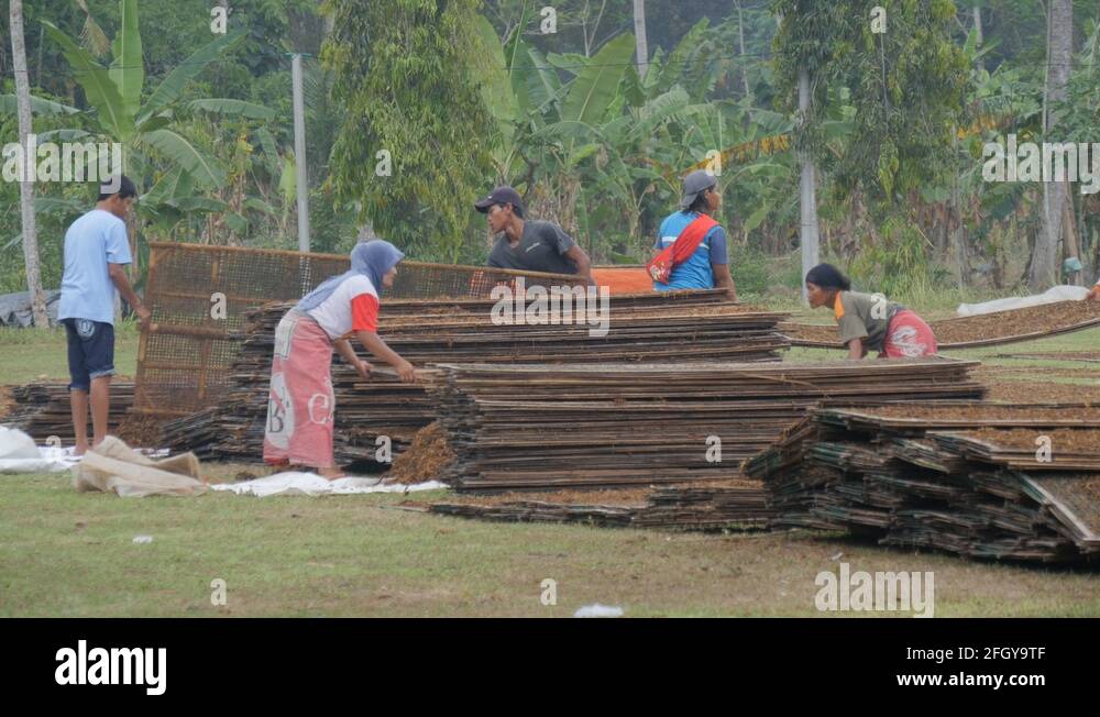 Bamboo collecting Stock Videos & Footage - HD and 4K Video Clips - Alamy