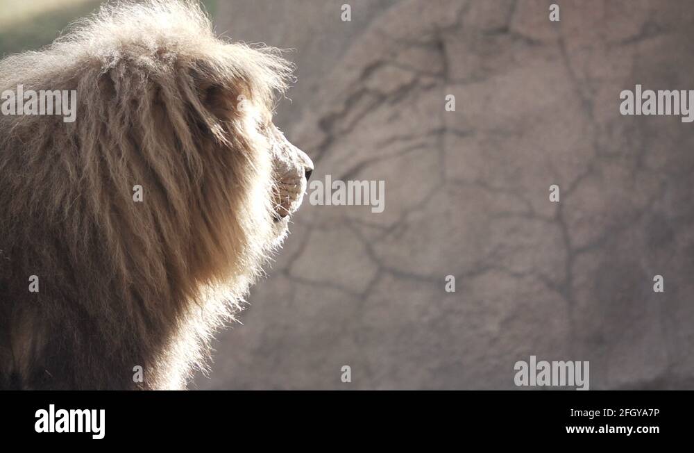 Furious lion Stock Videos & Footage - HD and 4K Video Clips - Alamy