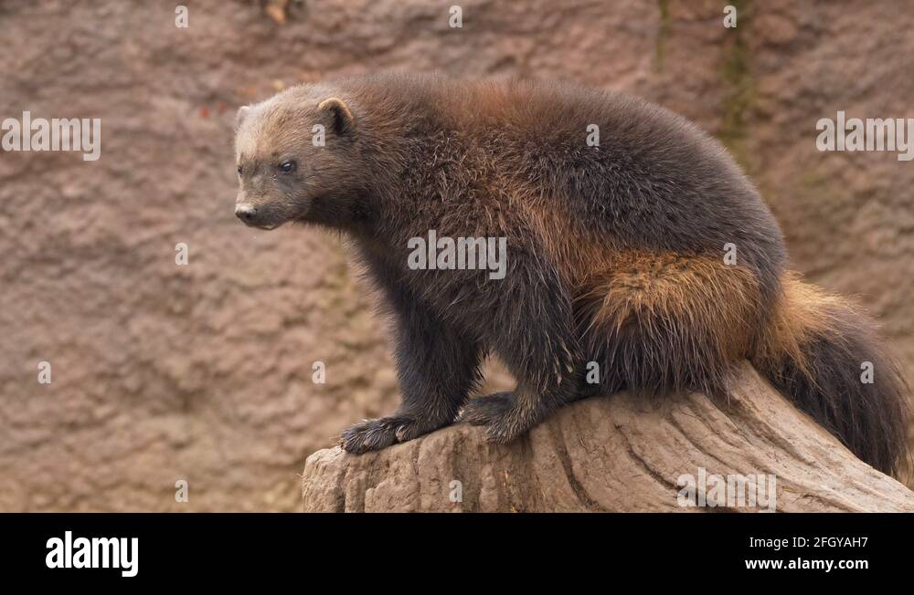 Skunk teeth Stock Videos & Footage - HD and 4K Video Clips - Alamy