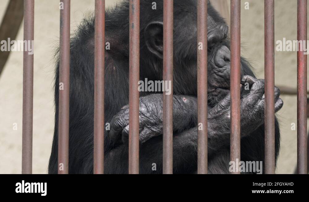 Chimpanzee human hand Stock Videos & Footage - HD and 4K Video Clips ...