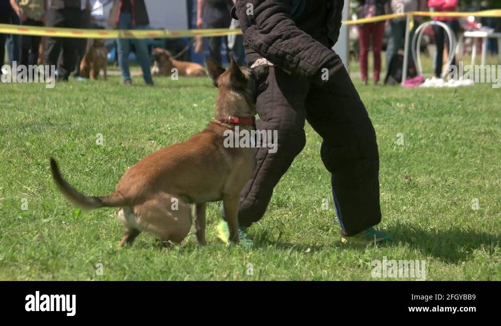 Snapping dog Stock Videos & Footage - HD and 4K Video Clips - Alamy