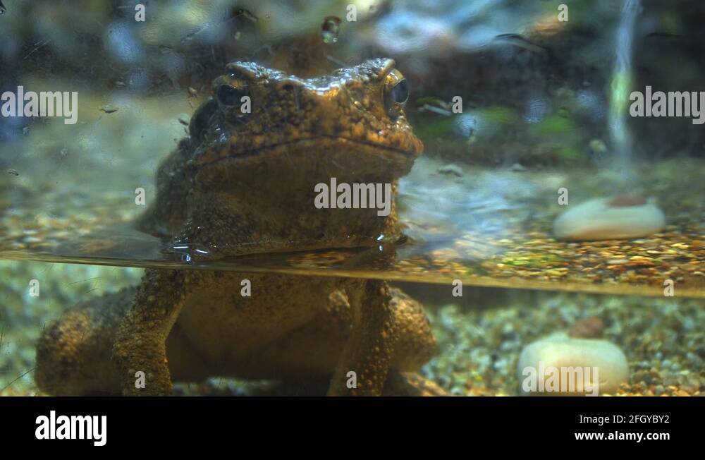 Pet frog terrarium cage Stock Videos & Footage - HD and 4K Video Clips ...