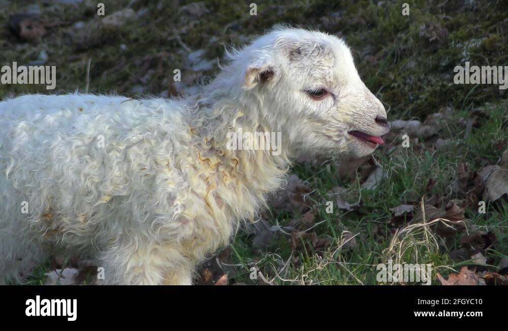 Bleating lamb Stock Videos & Footage - HD and 4K Video Clips - Alamy