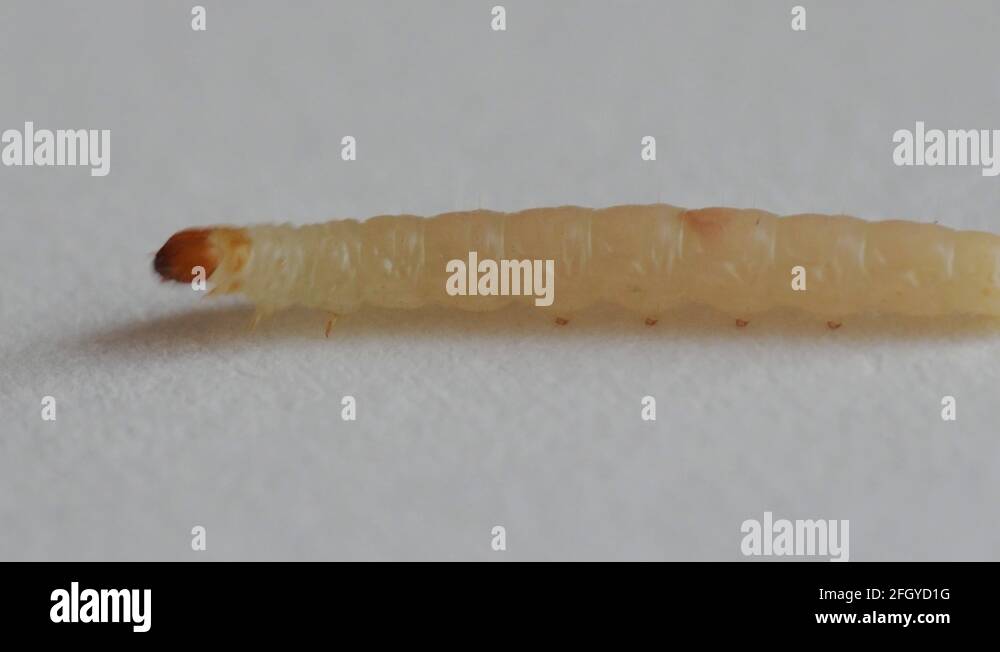 Worm moth Stock Videos & Footage - HD and 4K Video Clips - Alamy