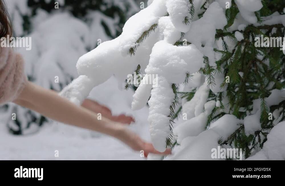 Person touching tree branch Stock Videos & Footage - HD and 4K Video ...