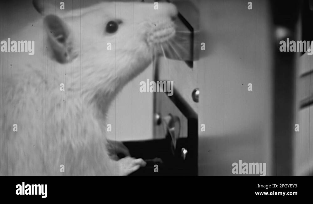 1970s Science Experiment Laboratory Rat Reward Vintage Film Educational ...