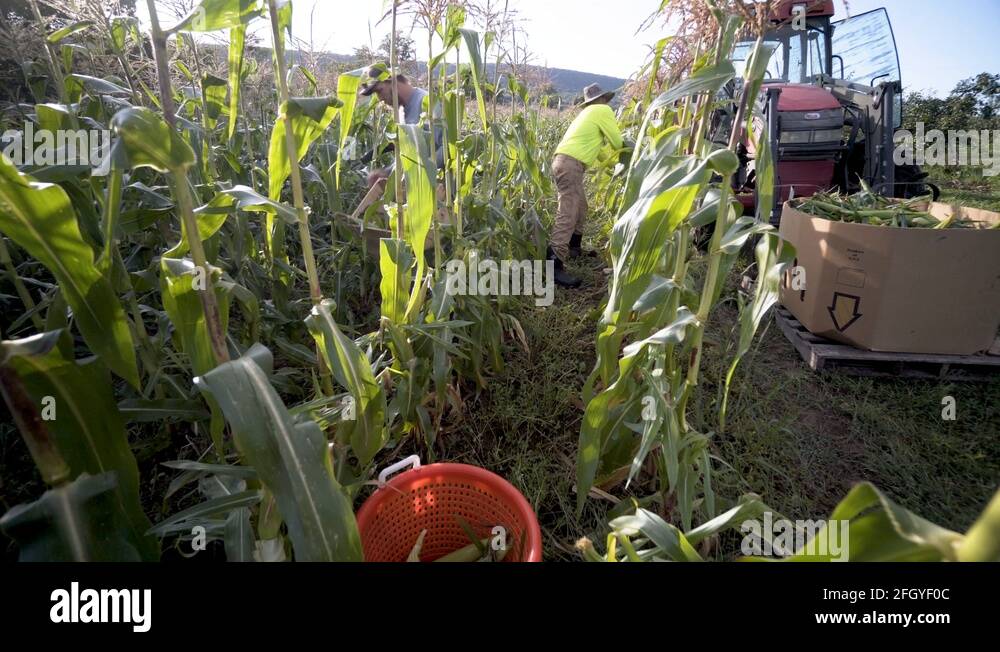 Picking corn field Stock Videos & Footage - HD and 4K Video Clips - Alamy