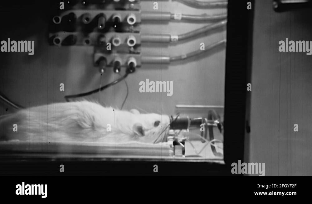 Behavioral testing Stock Videos & Footage - HD and 4K Video Clips - Alamy