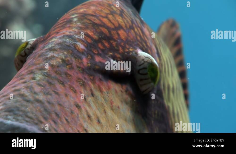 Close-up toothy Balistidae fish Titan Triggerfish underwater Red sea ...