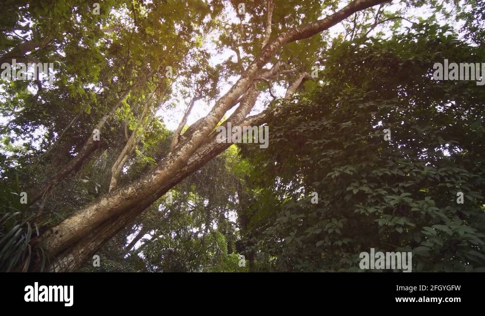 Overhead tree canopy Stock Videos & Footage - HD and 4K Video Clips - Alamy