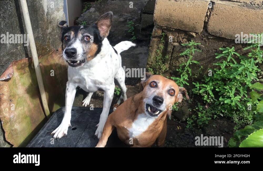 Ugly dogs Stock Videos & Footage - HD and 4K Video Clips - Alamy