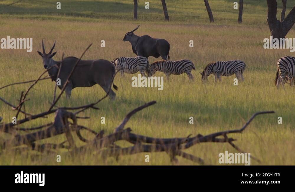 Bush animals Stock Videos & Footage - HD and 4K Video Clips - Alamy