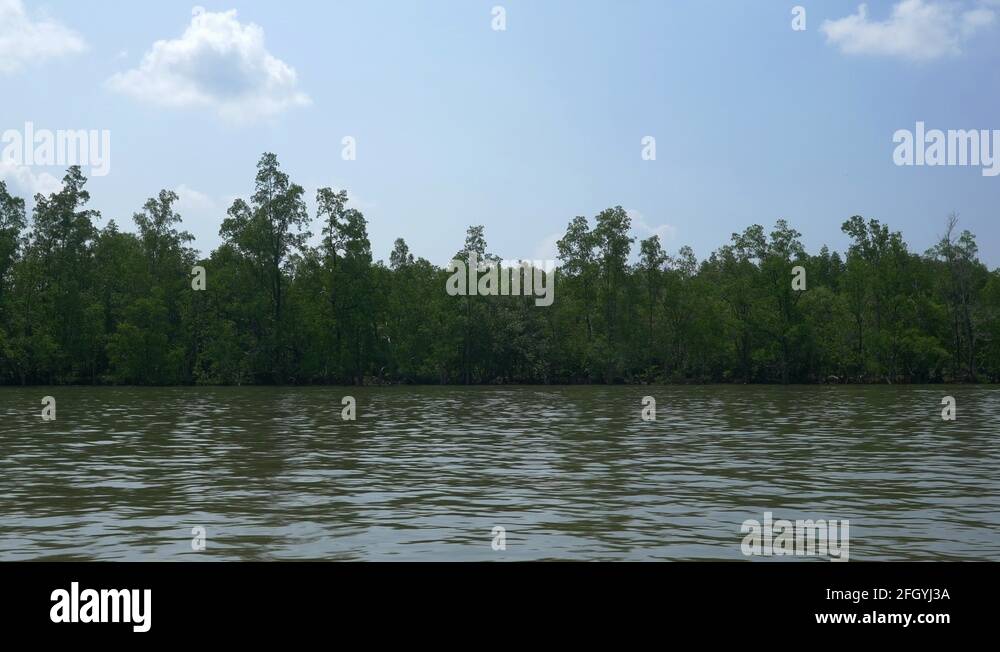 Intertidal tree Stock Videos & Footage - HD and 4K Video Clips - Alamy