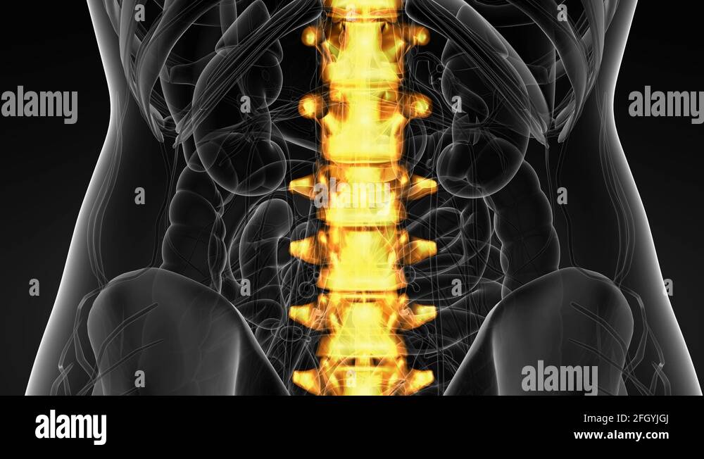 SPINE bone skeleton x-ray scan Stock Video Footage - Alamy