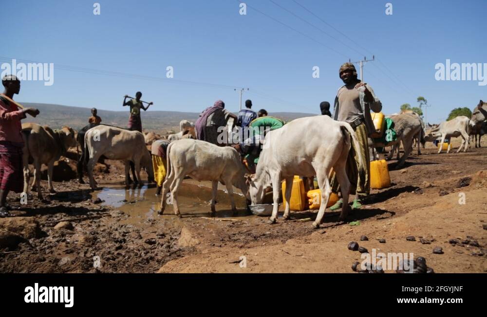 Babile ethiopia Stock Videos & Footage - HD and 4K Video Clips - Alamy