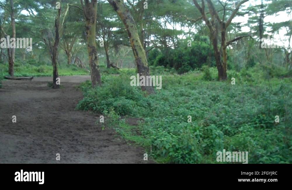 Africa jungle Stock Videos & Footage - HD and 4K Video Clips - Alamy