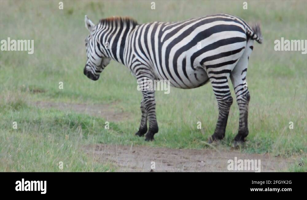 Africa zebra green Stock Videos & Footage - HD and 4K Video Clips - Alamy