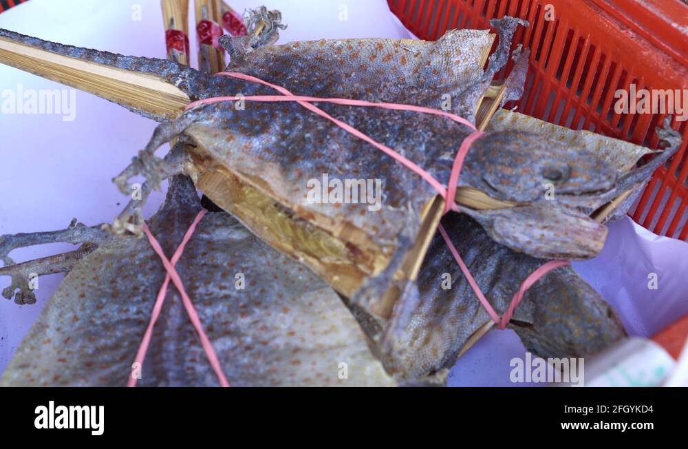 Chinese reptile Stock Videos & Footage - HD and 4K Video Clips - Alamy