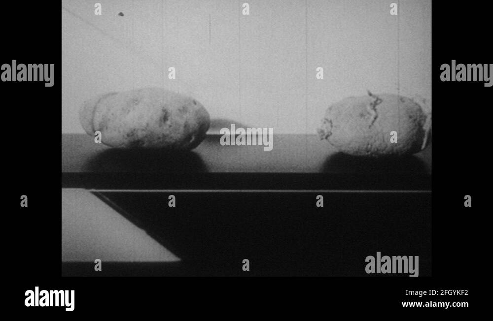 1950s: UNITED STATES: potato in lab. Preservation of potatoes with ...