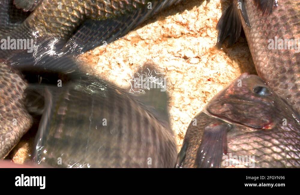 Business flop Stock Videos & Footage - HD and 4K Video Clips - Alamy