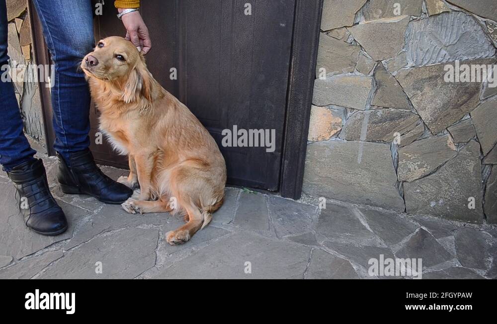 dog greets owner at the door outdoor Stock Video Footage - Alamy