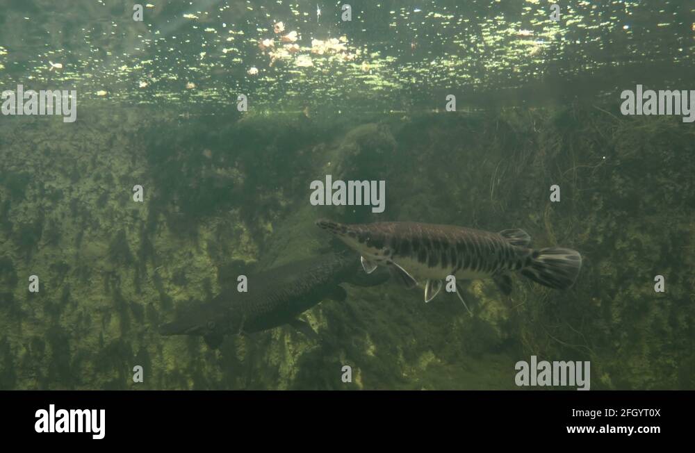 Spotted gar lepisosteus oculatus Stock Videos & Footage - HD and 4K ...