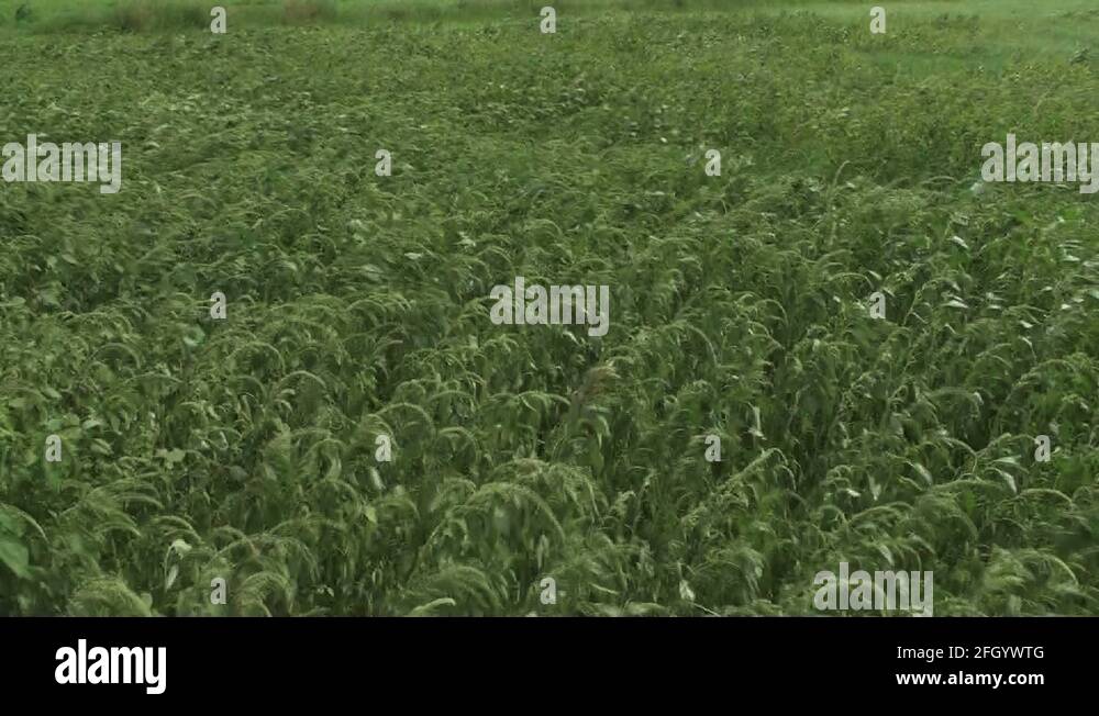 Wind dance Stock Videos & Footage - HD and 4K Video Clips - Alamy
