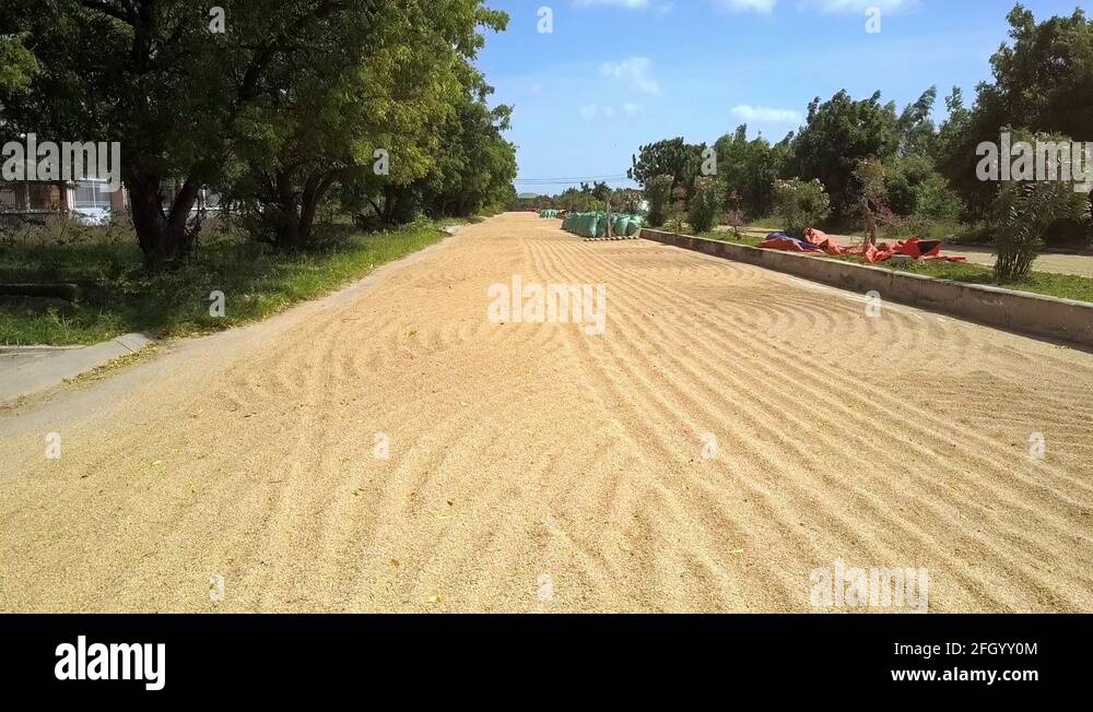 Rice stand Stock Videos & Footage - HD and 4K Video Clips - Alamy