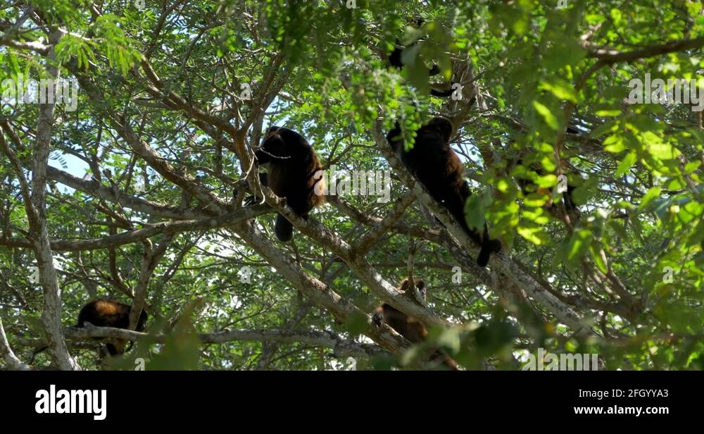 Howling monkeys Stock Videos & Footage - HD and 4K Video Clips - Alamy
