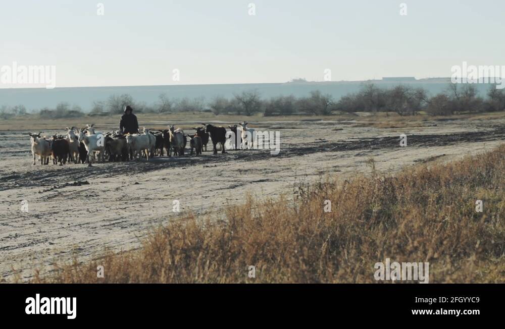 Old man and goats Stock Videos & Footage - HD and 4K Video Clips - Alamy