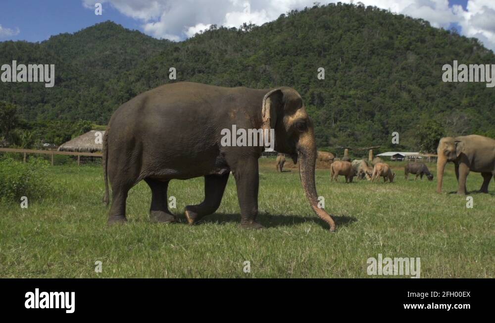 Big elephant walking across grass in slow motion Stock Video Footage ...