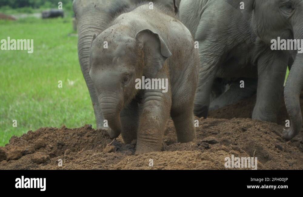 Eat roots Stock Videos & Footage - HD and 4K Video Clips - Alamy