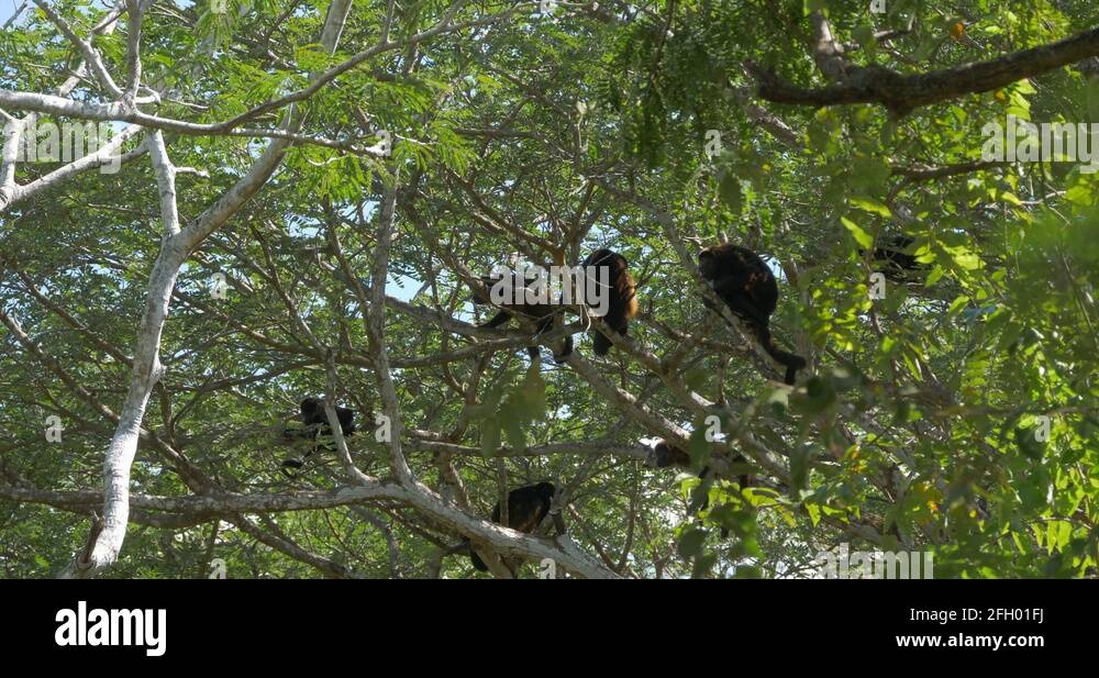 Monkeys howling Stock Videos & Footage - HD and 4K Video Clips - Alamy