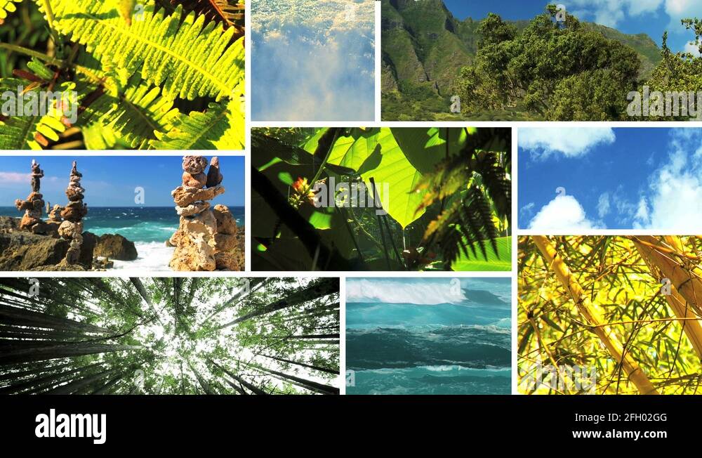 Vegetation regeneration Stock Videos & Footage - HD and 4K Video Clips - Alamy