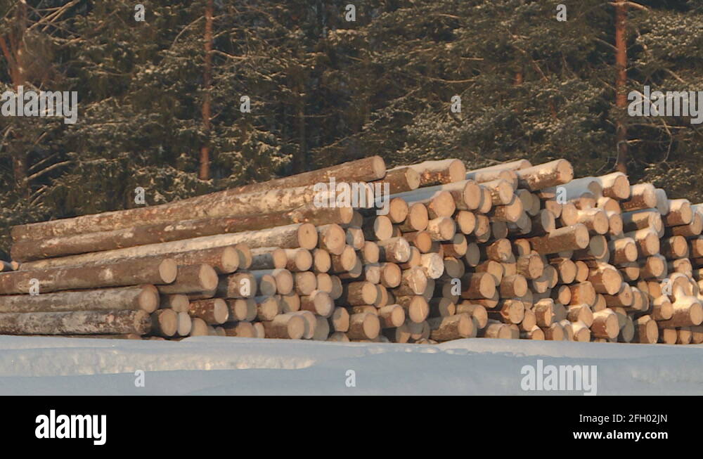 Forest warehouse Stock Videos & Footage - HD and 4K Video Clips - Alamy