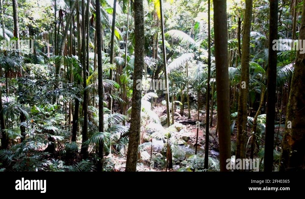 Amazon rainforest tree in flow Stock Videos & Footage - HD and 4K Video ...
