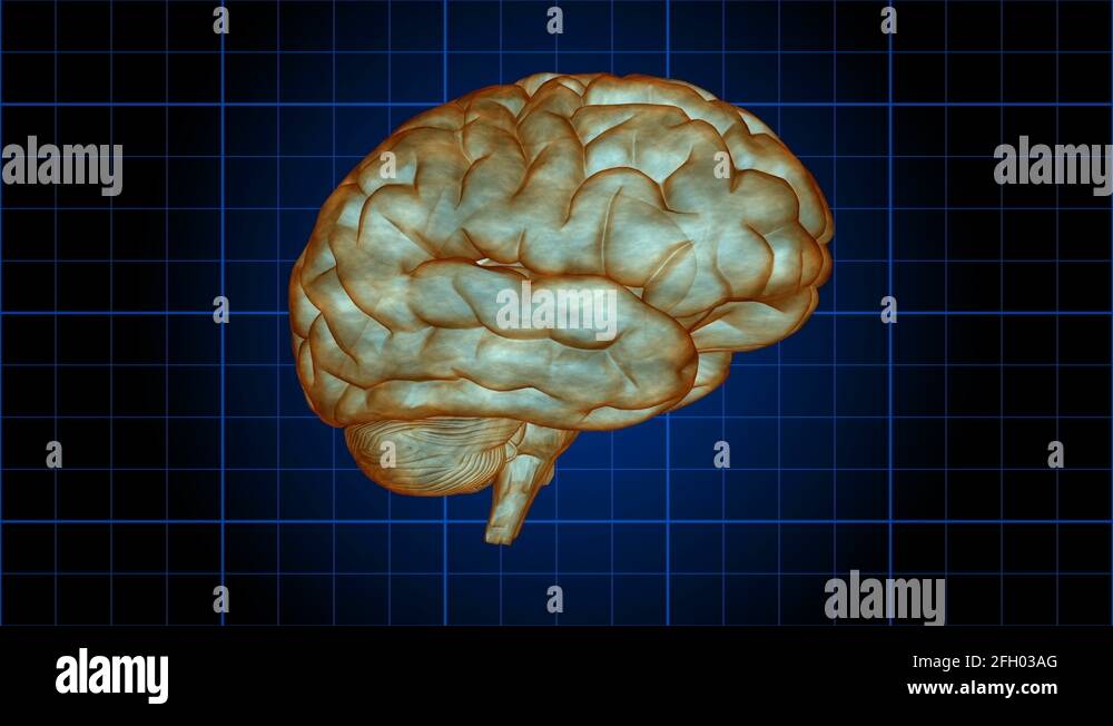 Anatomy brain grid organ Stock Videos & Footage - HD and 4K Video Clips - Alamy