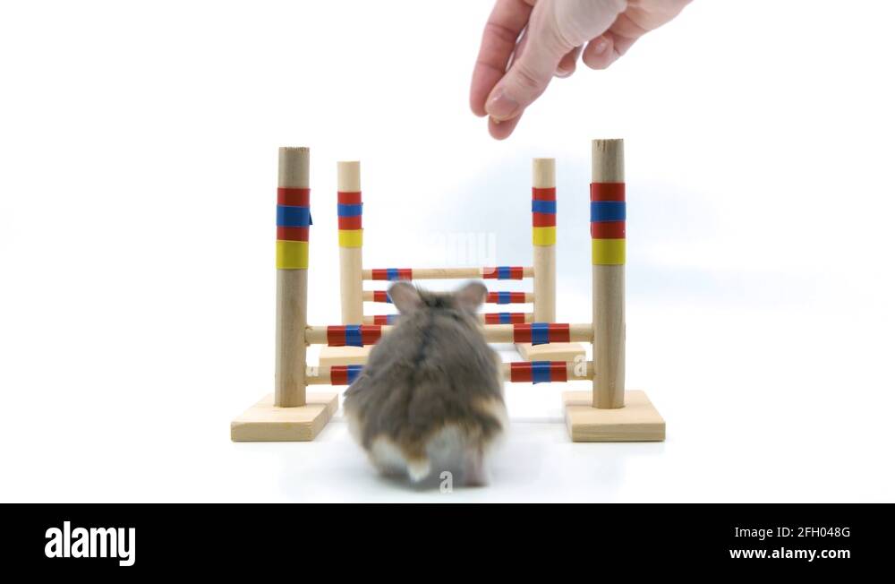 Hamster head Stock Videos & Footage - HD and 4K Video Clips - Alamy